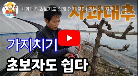 사과 대추나무 가지치기 방법 네이버 블로그