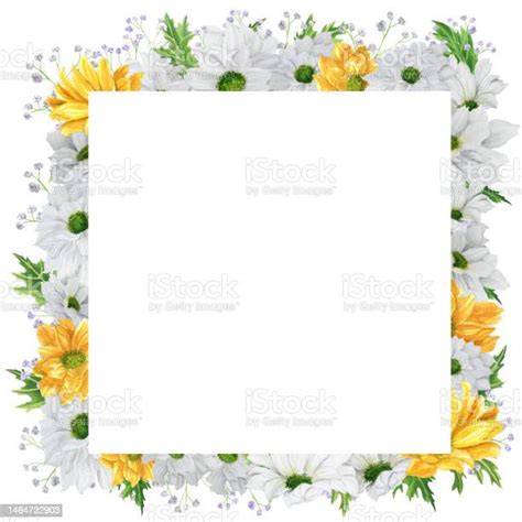 손으로 그린 수채화 사각형 프레임과 흰색과 노란색 국화와 Gypsophila 0명에 대한 스톡 벡터 아트 및 기타 이미지 0