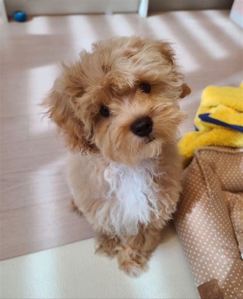 말티푸 키우기 방법 성격 파악 및 성견까지 필요한 양육 팁 네이버 블로그