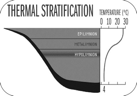 15 Thermal Stratification In Lake Water Bodies Download Scientific
