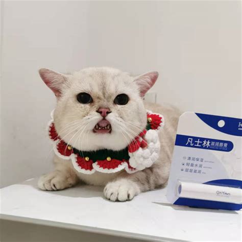 犬猫疾病症状视频与治疗教程