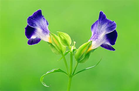 Torenia Flower Background Images Hd Pictures And Wallpaper For Free
