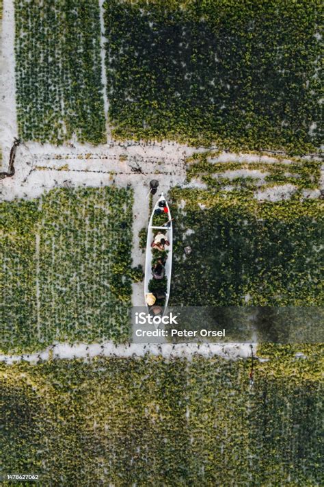 Aerial Drone Photo Of Seaweed Farms In Nusa Lembongan Ceningan Bali