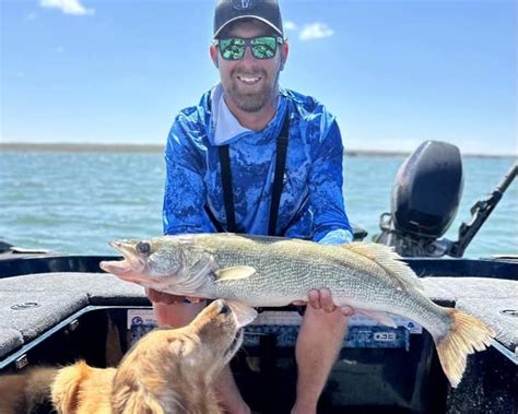 Catch Feature Travis Johnsons 32 Montana Walleye Virtual Angling