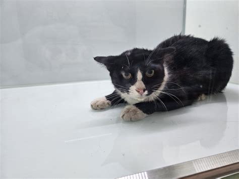 코리안숏헤어 치즈초코 포메라니안특징 푸들특징 토이푸들특징 골든리트리버특징 래브라도리트리버특징 닥스훈트특징 도베르만특징 말티치특징 말티폼특징 보더콜리특징 프렌치불독특징