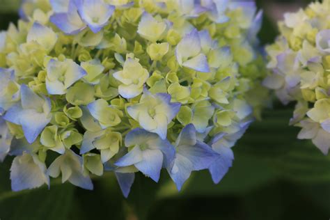 紫陽花とグロリオサ 南国の花庭の花