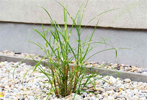 How To Prepare Zebra Grass For Winter