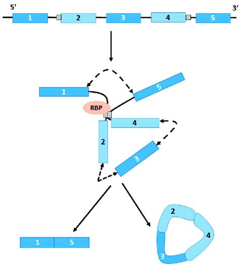 The Biogenesis Of Circular Rna Circrna The Linear Primary Transcript