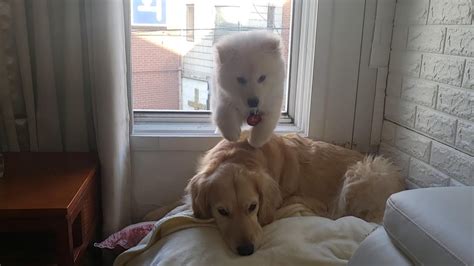 애기 강아지 시터가 된 골든 리트리버 Youtube