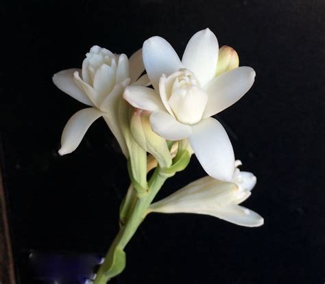 Polianthes tuberosa 'Tuberose' - Southern Perennial Plants