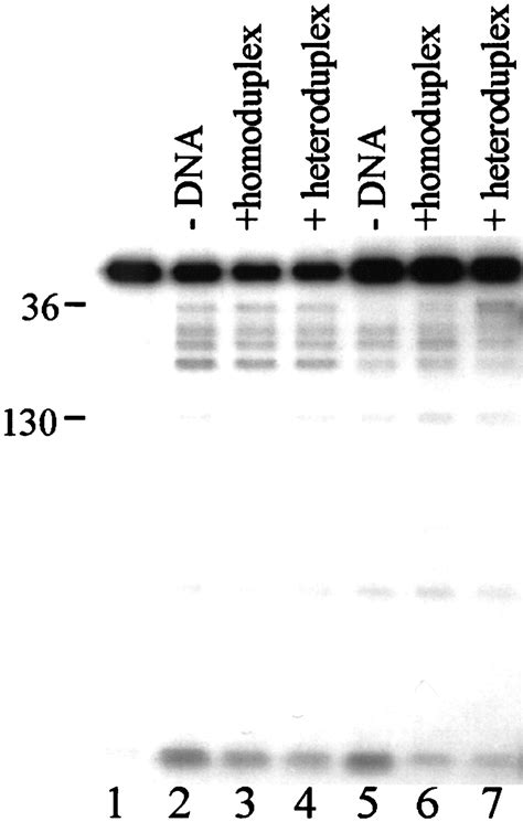Amino Terminal Sequences Of ςn ς54 Inhibit Rna Polymerase Isomerization