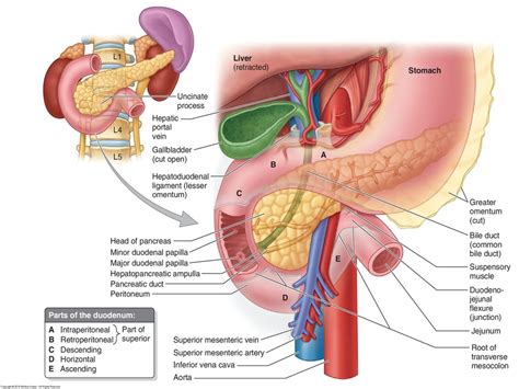 Pancreas Anatomy Uncinate