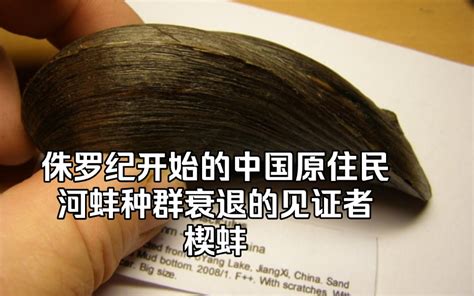 侏罗纪开始的中国原住民河蚌种群衰退的见证者楔蚌睡前软体动物学268 NanikoQAQ NanikoQAQ 哔哩哔哩视频