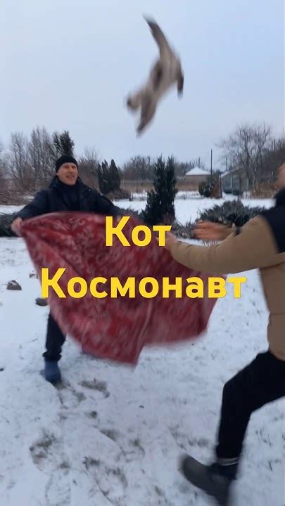 Летающий кот юмор прикол кошка Shortvideo Shorts Youtube