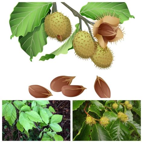27 Common Native Trees In Nova Scotia Identification Tips