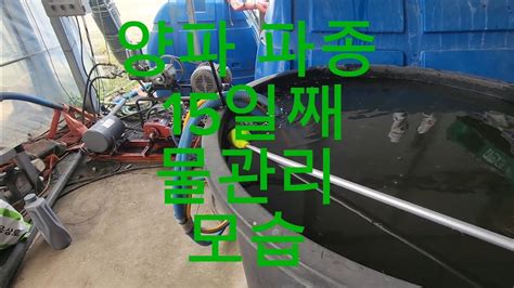 양파파종15일째물관리모습 240928토경남거창가조장기양파모종 양파모종농합면역플러스조루관주 면역력증가 양파모종물주기 첫양액공급 농우바이오케이포스 농우바이오홍반장