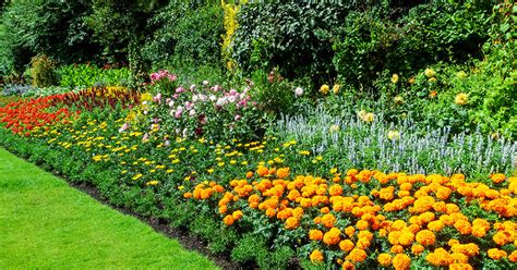 Marigold Care How To Plant Grow And Help Them Thrive