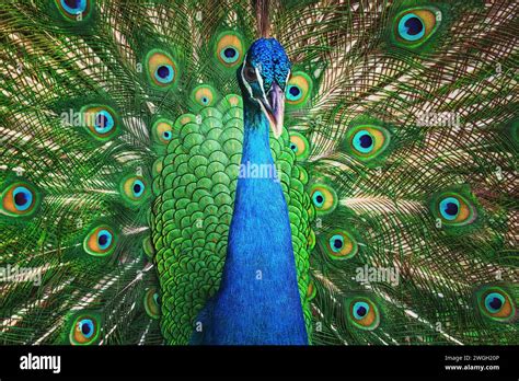 Eyes Of The Peacock Hi Res Stock Photography And Images Alamy