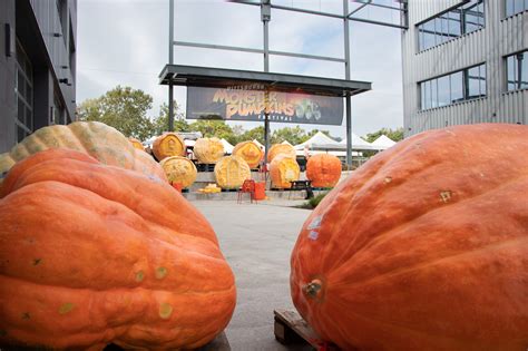 Going For The Gourd One Ton Pumpkins Always A Gaping Sight And Giant