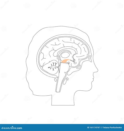 Vector Illustration Of Midbrain Stock Vector Illustration Of Isolated Diagram