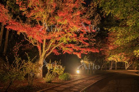 偕楽園 もみじ谷 茨城県 水戸市 209299858 の写真素材 アフロ