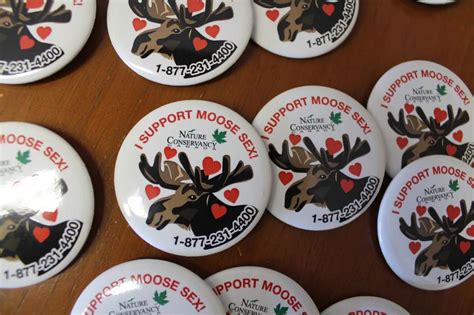 Making Sex A Priority For Moose In The Maritimes Globalnews Ca