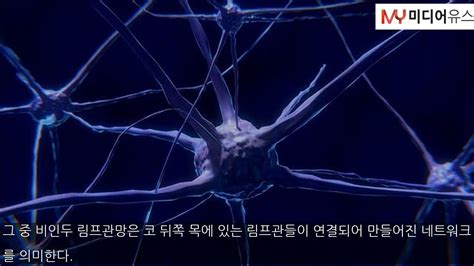 쉽게 풀어낸 치매 뇌 활동 경로치료 방법 ‘노폐물 배출경로 찾아 Youtube