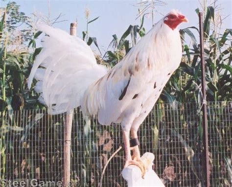 Top 25 Ideas About Gallos Finos On Pinterest The Philippines Hens And Conditioning