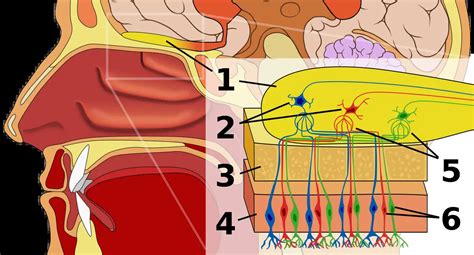 Percepción Olfativa En Psicología Influencia En La Visión Y El