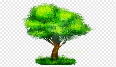 árbol árbol hierba hoja verde arcos eléctricos fondos de pantalla