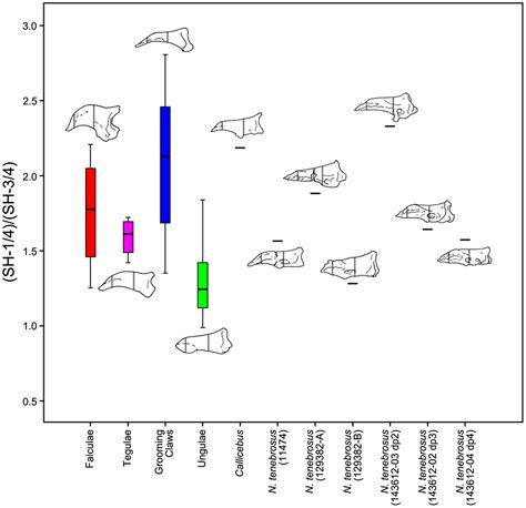 Boxplot Of Ratio Of Distal Phalanx Proximal Shaft Height To Distal