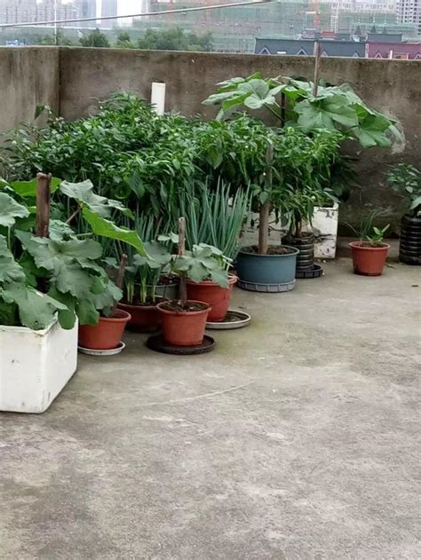 家陽台種上這些菜，美觀又便捷！ 每日頭條