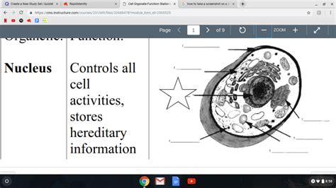 Cell Theory Organelle Functions Diagram Quizlet