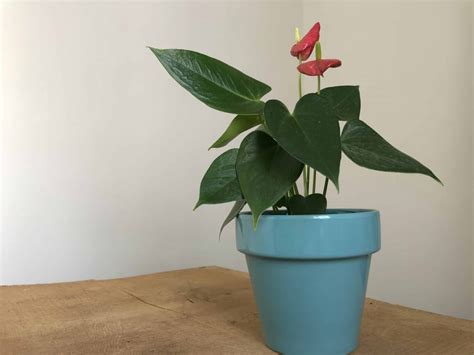 Anthurium Plant Care Laceleaf Indoor Plants For Beginners