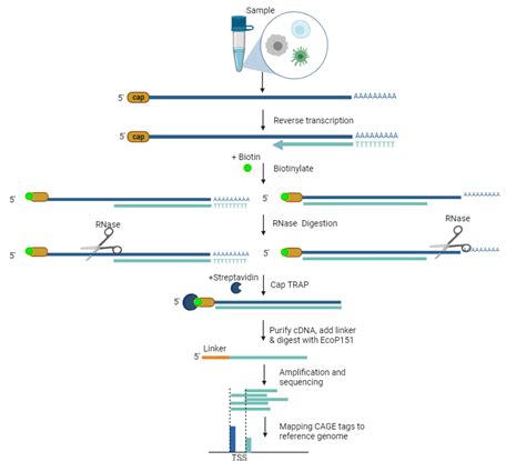 Cage Seq Eirna Bio