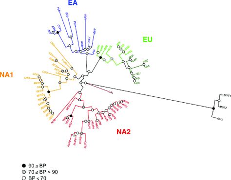 ML Tree Obtained Without Hybrids Using Nuclear Sequences Six Vitis Download Scientific Diagram