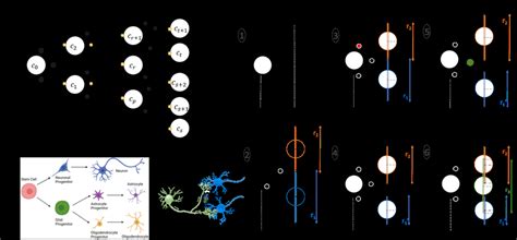 An Overview Of The Cortical Network And Its Development A K Level