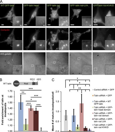 The Actin Binding Site In The Talin Rod Domain Is Required For Talin