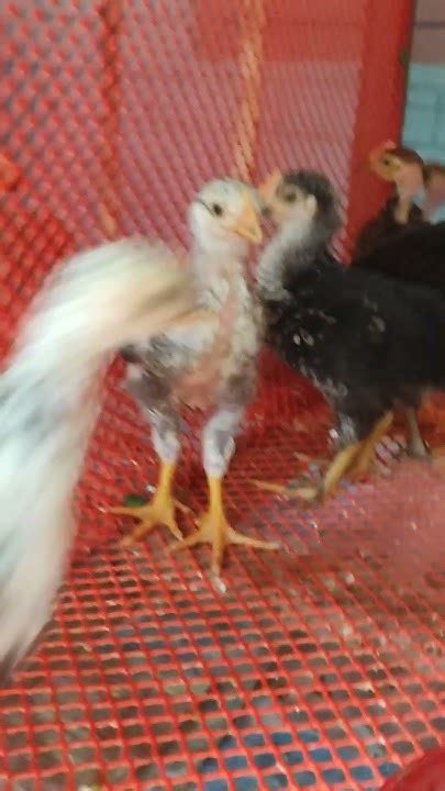 দেশি মুরগির বাচ্চার জাত হিলি গলা শিলা Desi Deshi Murgi Murgi Farming Farm Duck Youtube