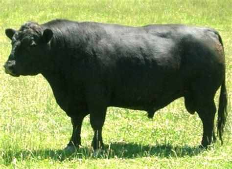 Lowline Cattle Origin Characteristics Uses Photo