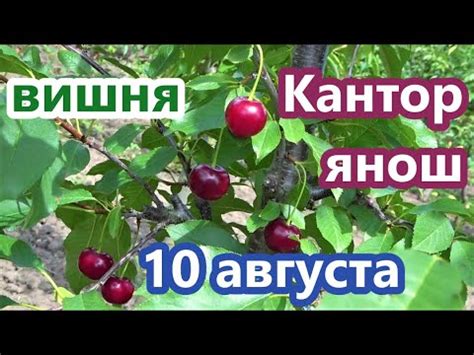 Вишня КАНТОР ЯНОШ ФЮРТОШ: прекрасная сохранность плодов на 10 августа ...