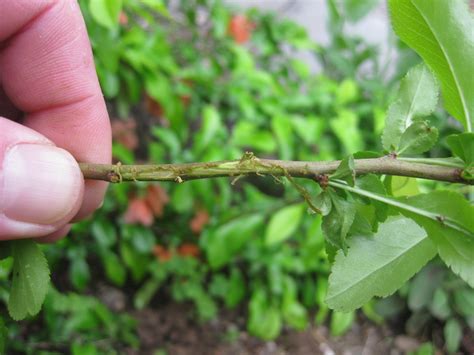 Plant Propagation Layering Plant Propagation Layering