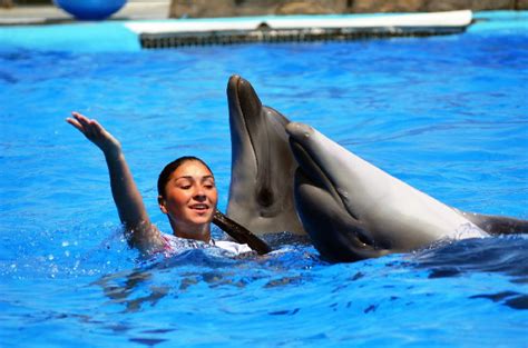 შოუ Dolphinarium