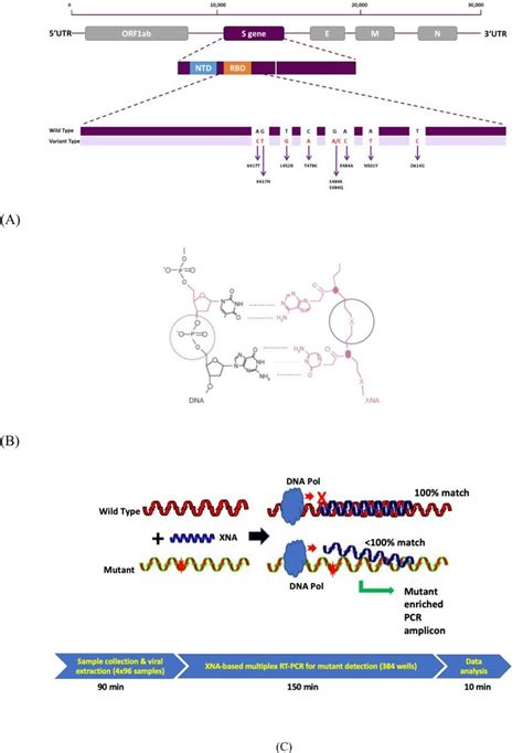principle of sars cov 2 variant detection rt qpcr a sars cov 2
