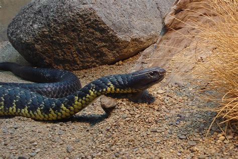 Wildlife Of The World Tiger Snakes Facts And Images