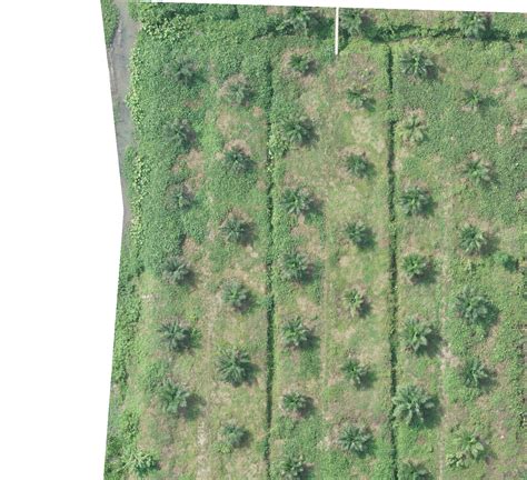 Oil Palm Tree Object Detection Dataset And Pre Trained Model By Noval