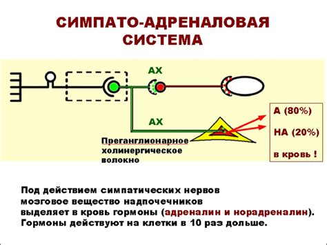 Вегетативная нервная система - online presentation