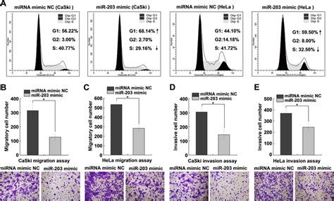Mir 203 Is Involved In Cell Cycle Regulation And Suppresses Cervical