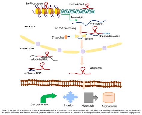 oncolncs long non coding rnas with oncogenic functions omics
