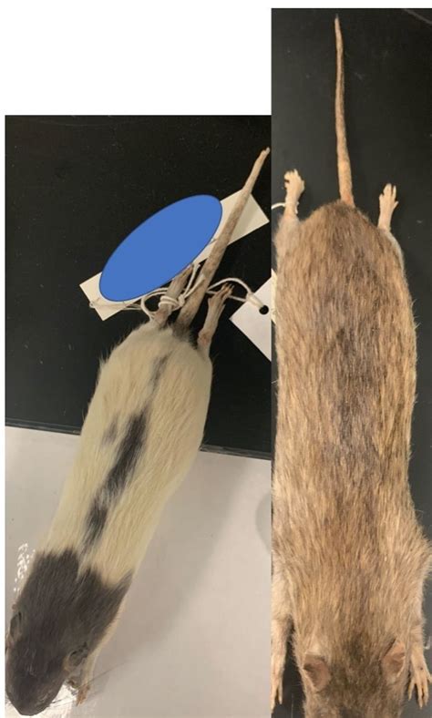 mammalogy labquiz 2 skins flashcards